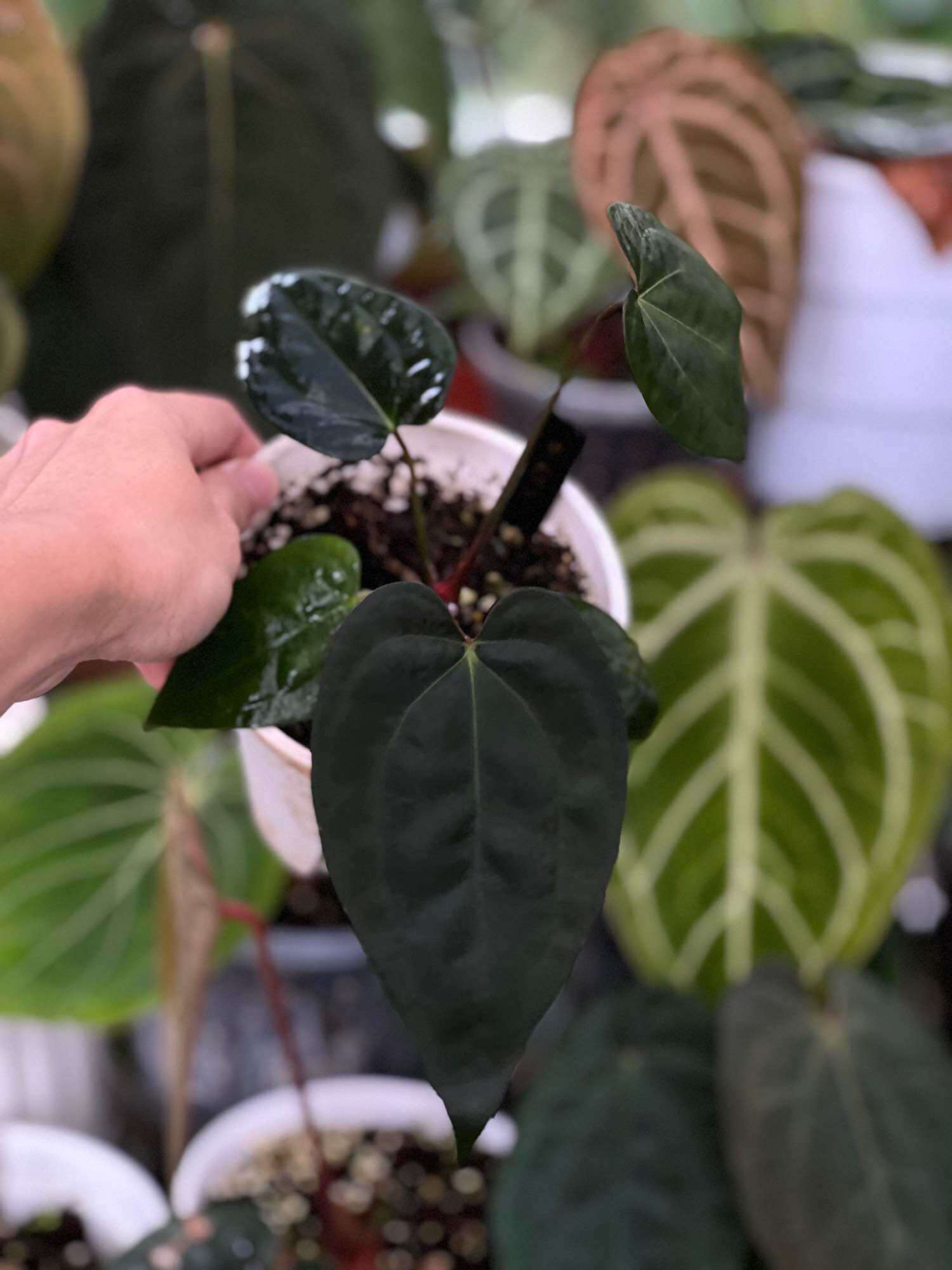[Anthurium] AOS Ace of Spades Dark Velvet Tezula Premium Selected Home ...