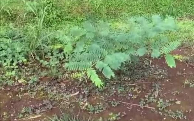 keratan batang pokok semalu gajah | Lazada