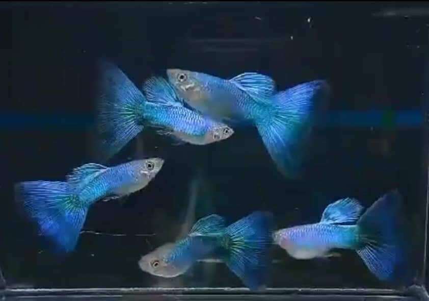GUPPY SINGA BLUE TAIL PAIRS (PURE BREED) | Lazada