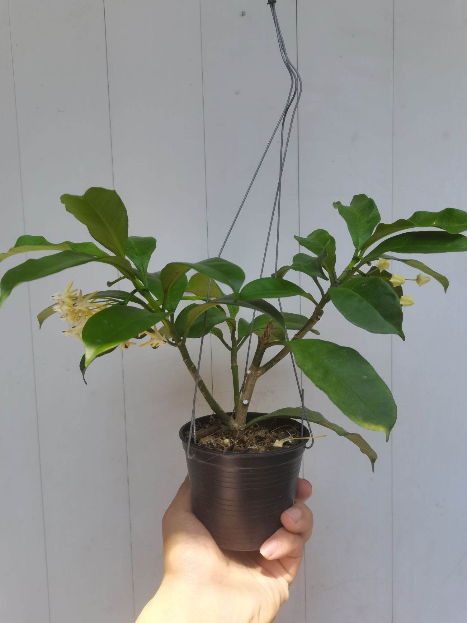 SOV, Hoyas ,Shooting Star Hoya ,Hoya Multiflora,Aloha Hoya , Pokok Hoya ...