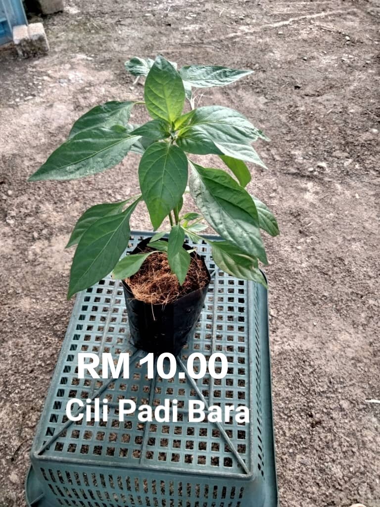 Pokok Cili Padi Bara | Lazada
