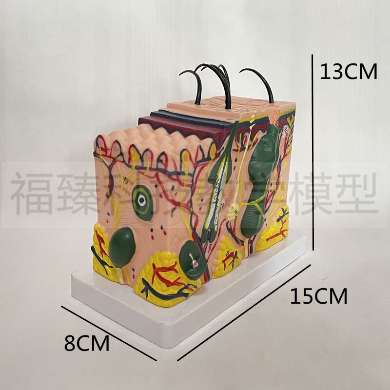 Hair Growth Cycle Model Scalp Structure Subcutaneous Tissue Hair Loss ...