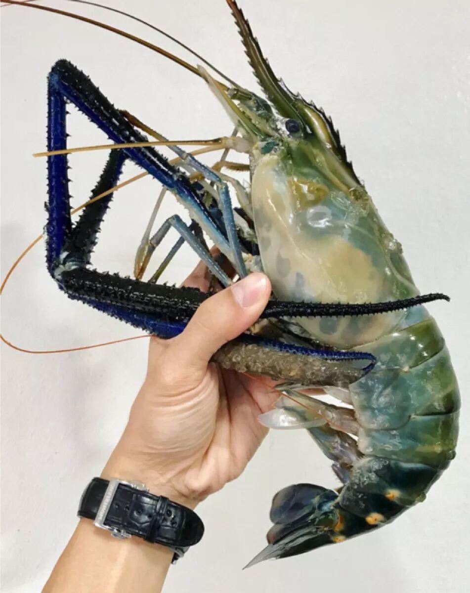 IPOH SEAFOOD- RIVER PRAWNS/UDANG GALAH SUNGAI XL size 500gm+/- per size ...