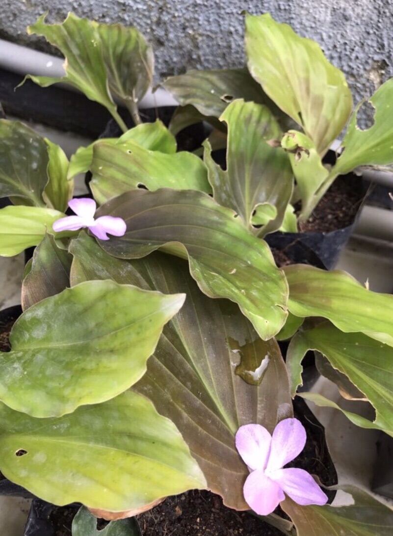 Anak Pokok CEKUR HITAM • Kencur • Menu Utama Ibu Berpantang! 🌿 | Lazada