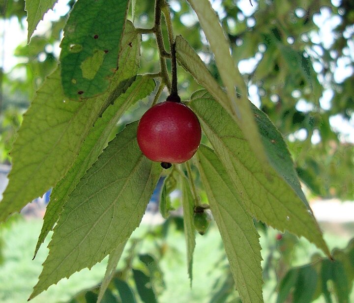 daun pokok ceri hutan | Lazada