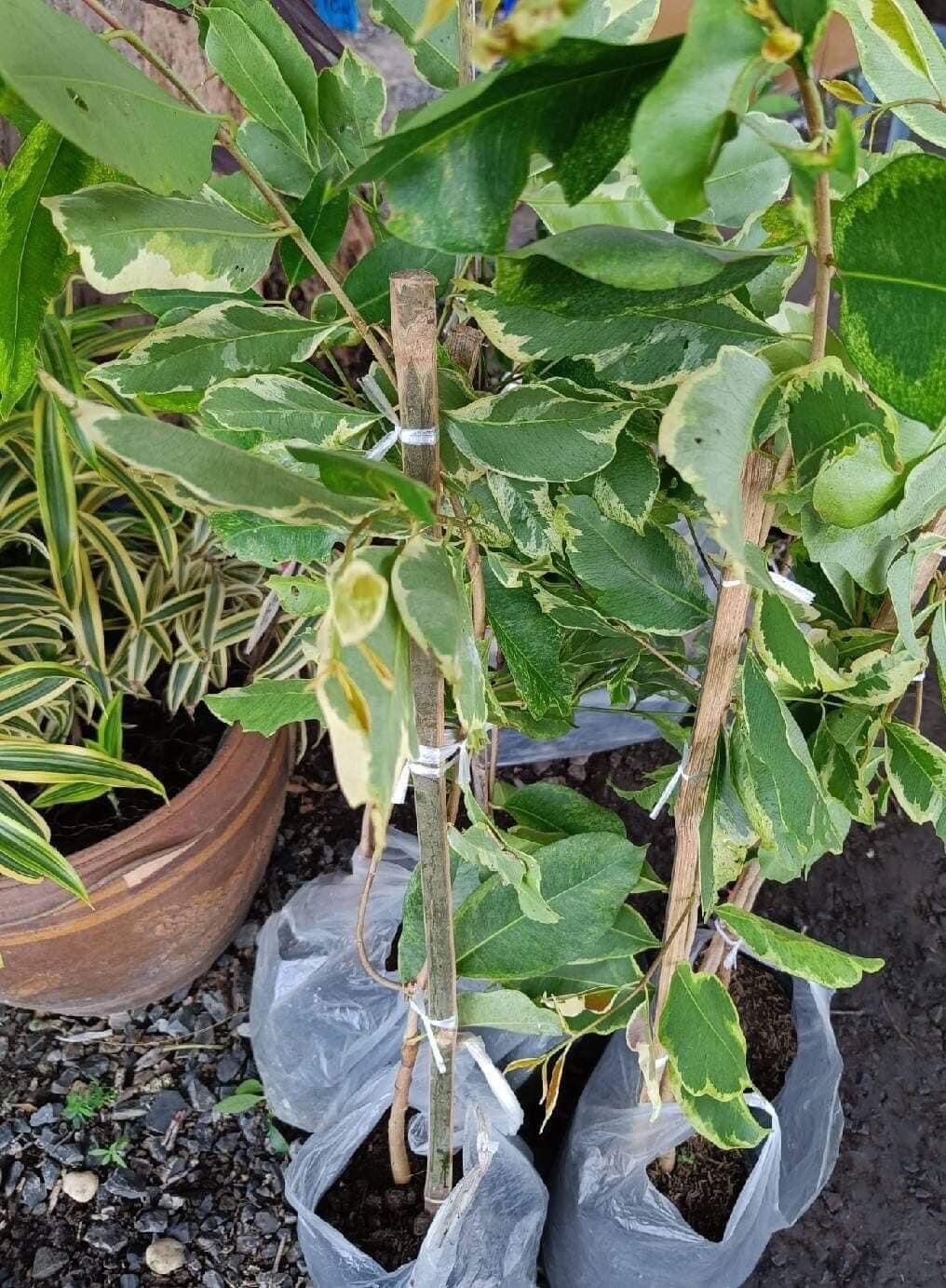 Pokok jambu arang @ keriang dot daun batik, buah hitam dan buah pink ...