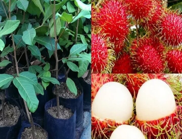 🌲Pokok buah rambutan manis dan isi tebal | Lazada