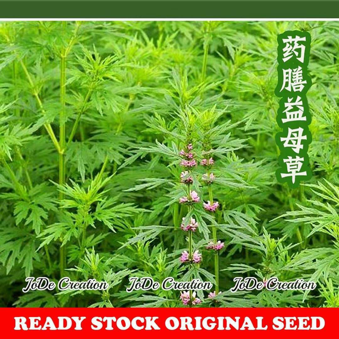 Benih Leonurus Artemisia / Leonurus Artemisia Seeds (Motherwort) / 益母草 ...