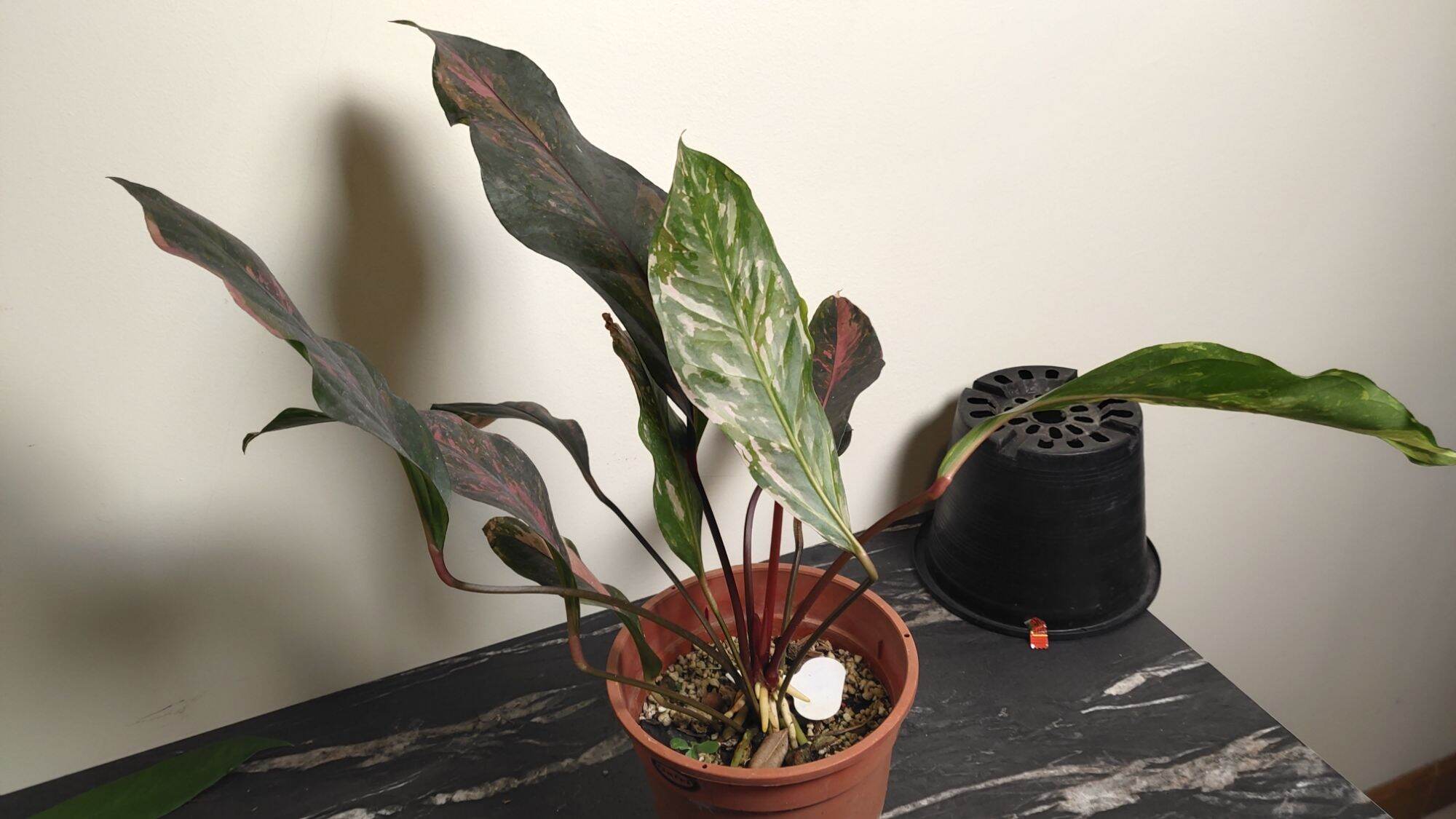 anthurium Renaissance variegated | Lazada