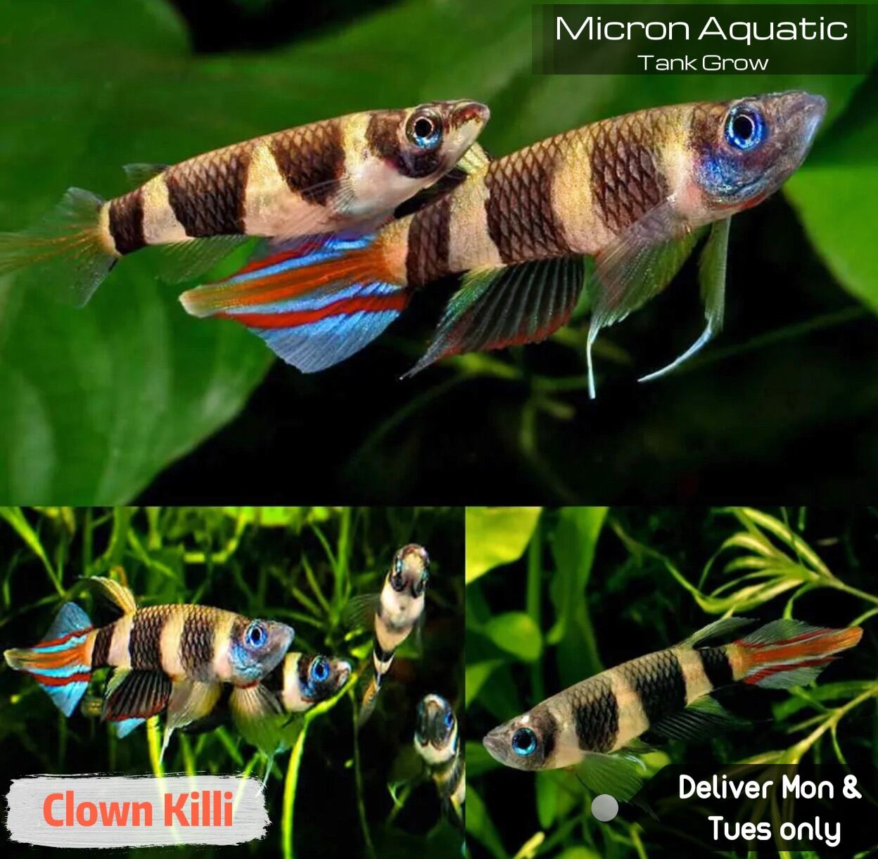 [DOA] LF Clown Killi / Epiplatys annulatus | Lazada