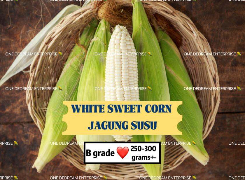 FRESH WHITE SWEET CORN B -3 PCS | CAMERON HIGHLANDS 金马伦白玉米 | Lazada