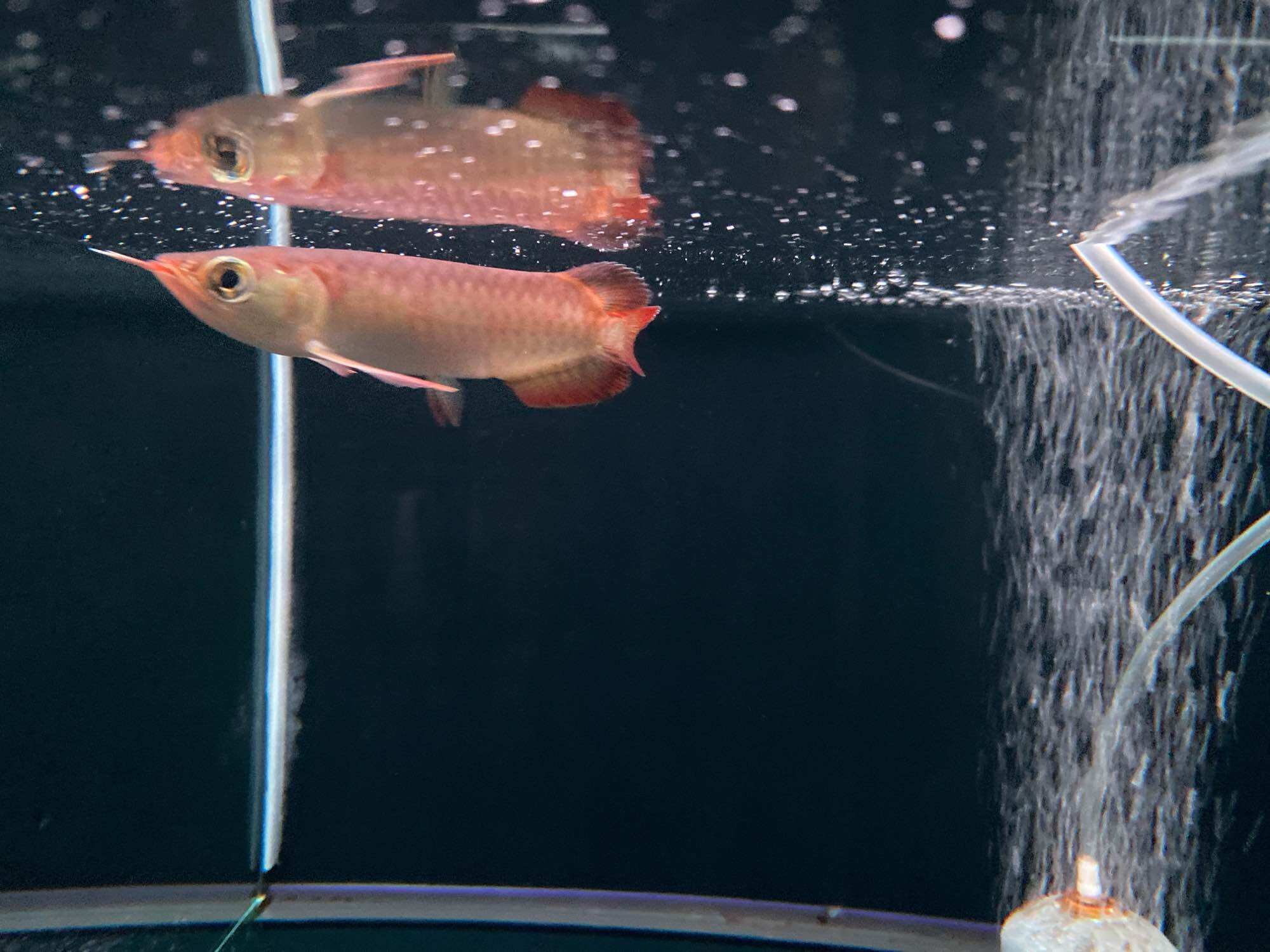 Baby Banjar Red Arowana