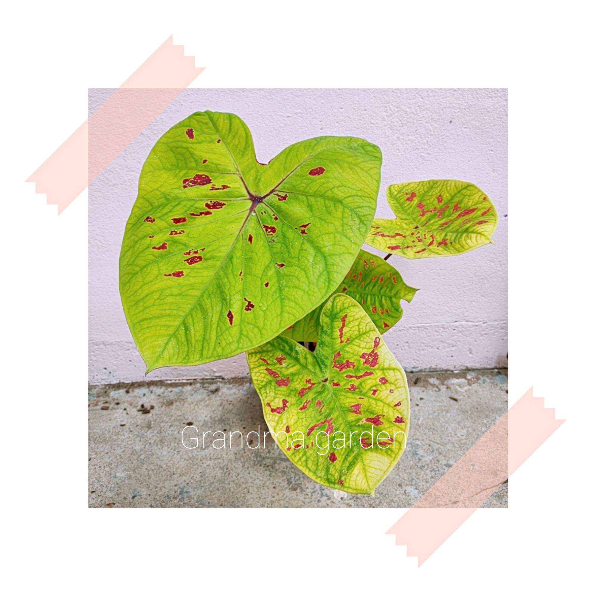(GG real plant) caladium neon monster ^ yellow monster pokok keladi ...