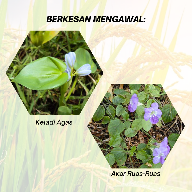 NU-40K Herbicide 1 Liter 4 Liter Racun Rumput Padi Racun Rumpai Dalam ...