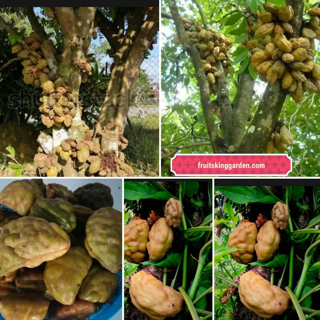 Anak Pokok Katak Puru Nam Nam | Lazada