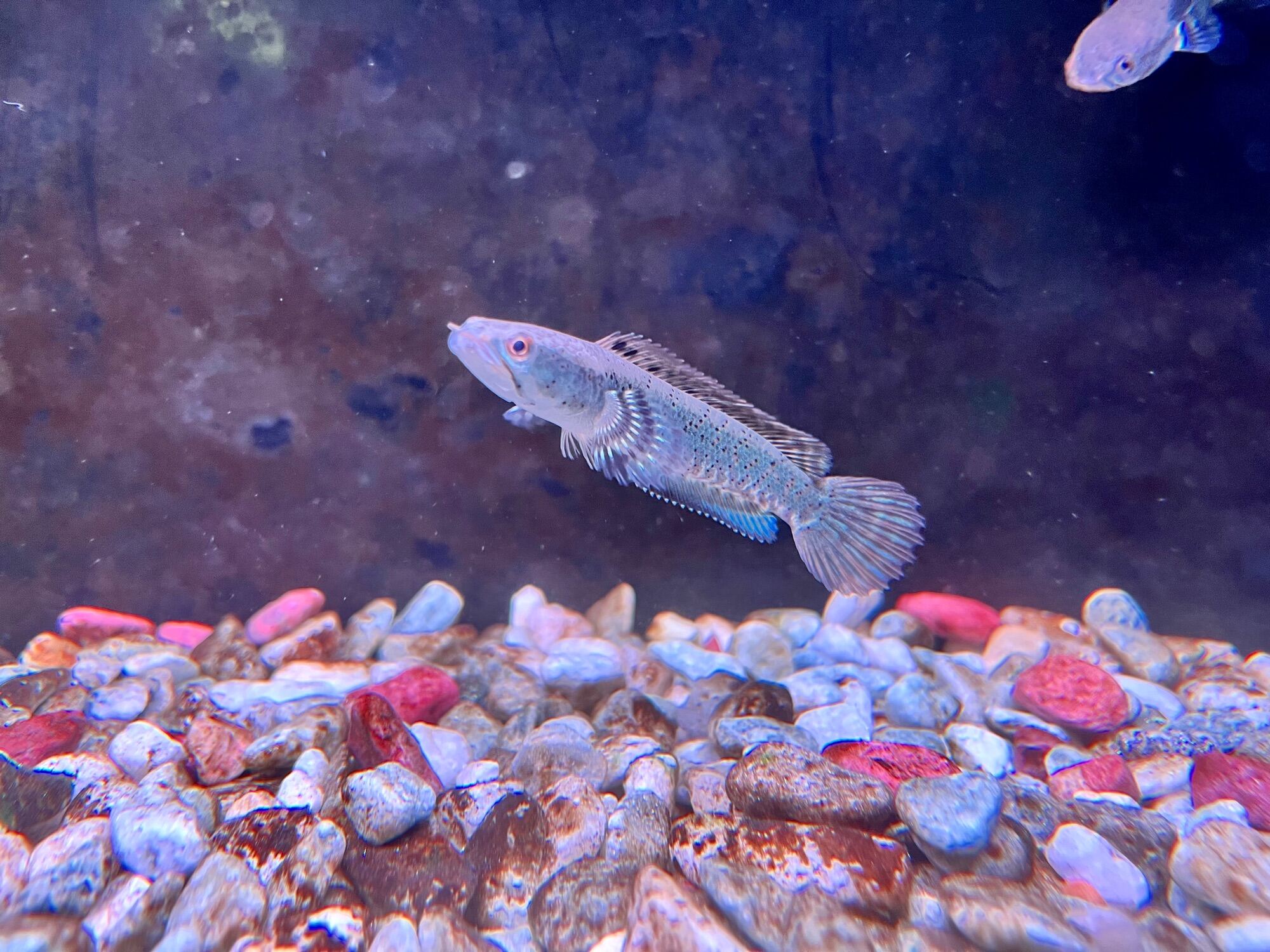Channa Blue Pulchra ikan hiasan akuarium (1-2inci baby channa) (Pellet ...