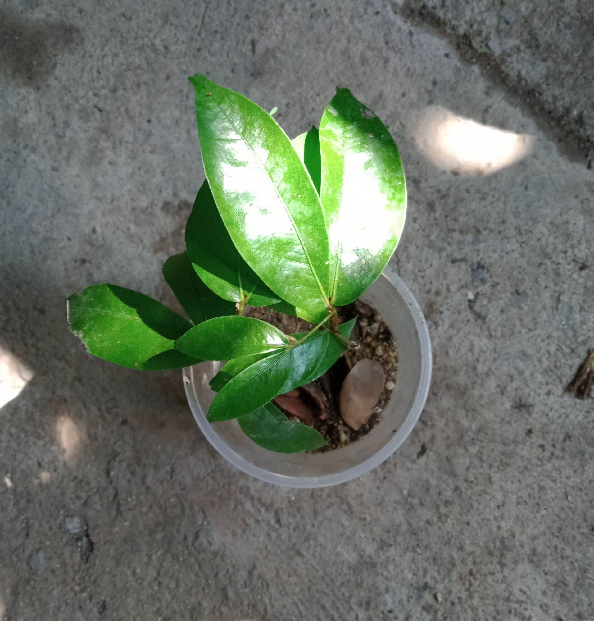 pokok buah nam nam, nam nam | Lazada