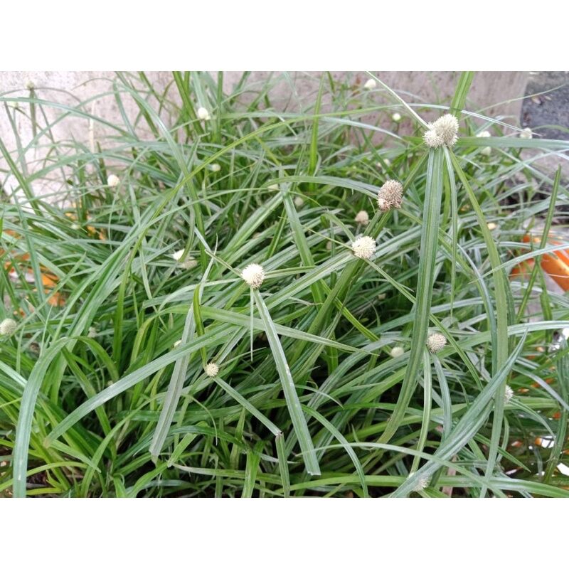 RUMPUT HELIKOPTER RUMPUT KUCING RUMPUT | Lazada