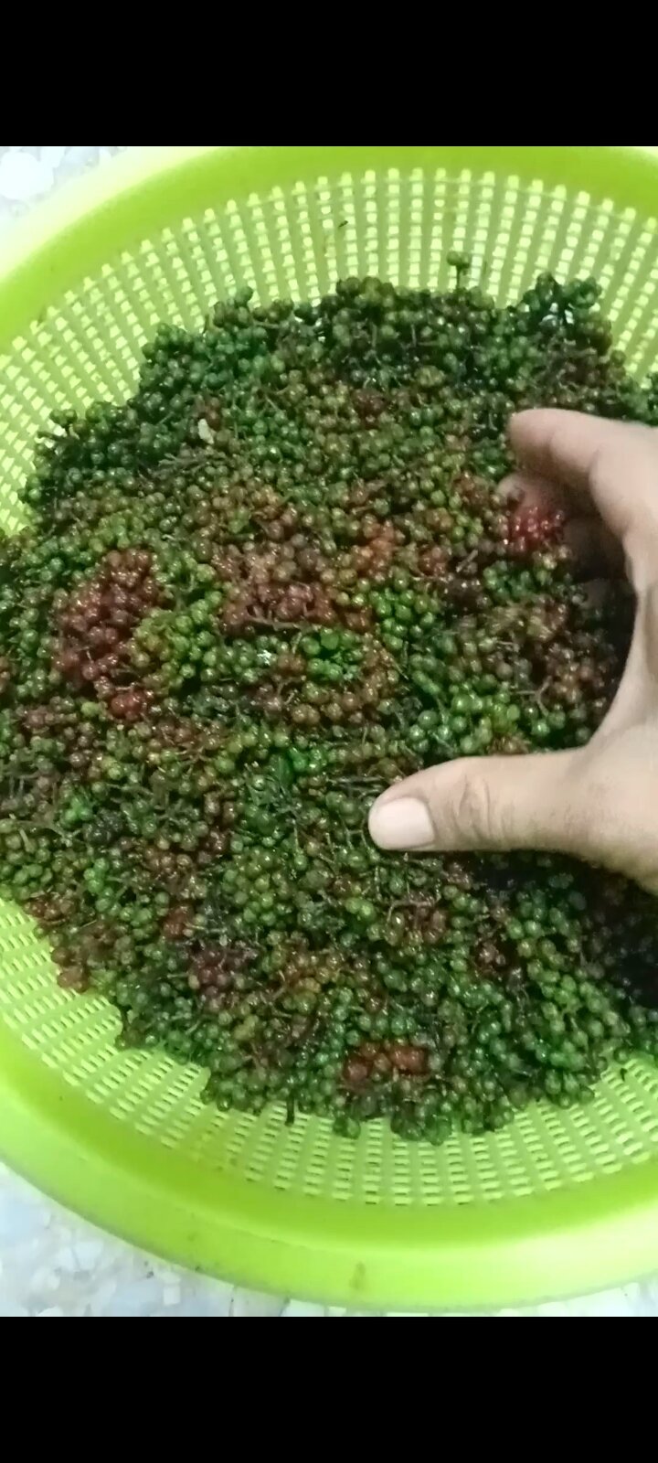 ANDALIMAN PEPPER FROM INDONESIA | Lazada