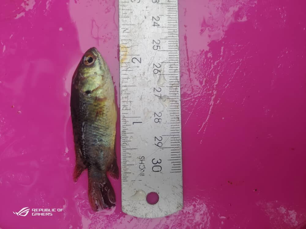 Ikan Puyu Siam 2-3 inci | Lazada