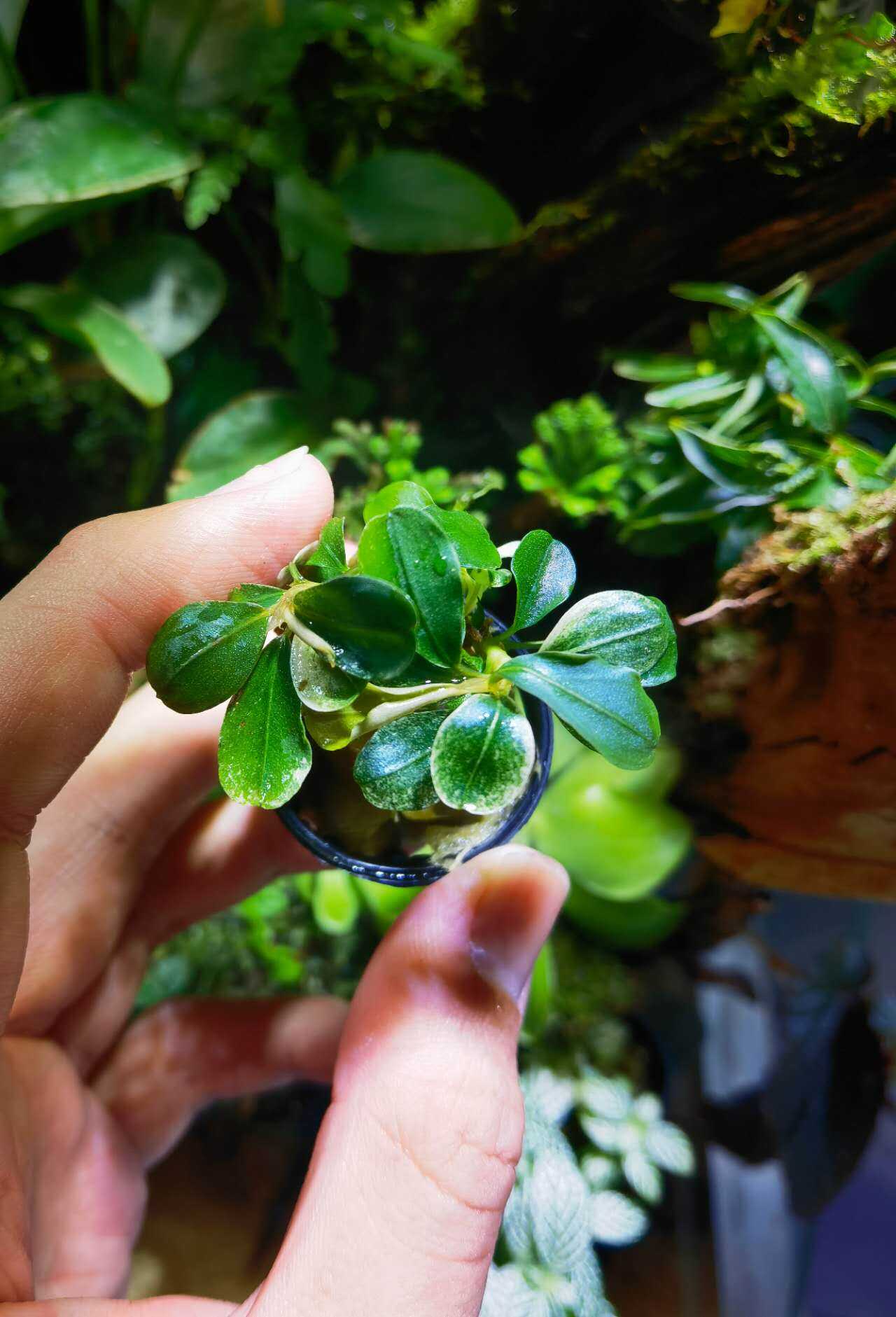 🔥Bucephalandra sp. Melawi Pink 🔥 Low Tech Plant / Aquarium / Aquascape ...