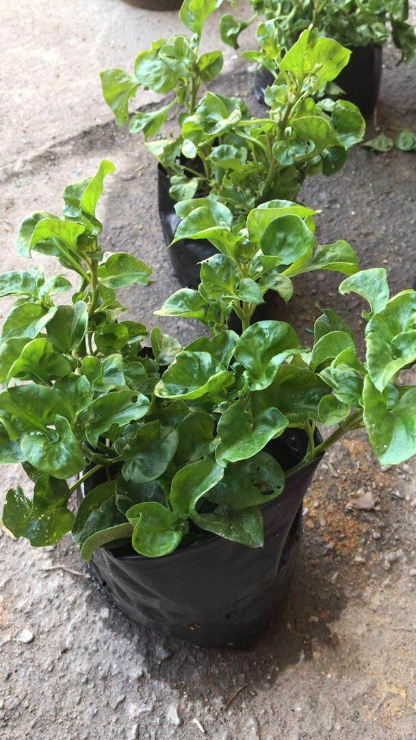 anak pokok bayam basil / brazil spinish 巴西苋菜 | Lazada