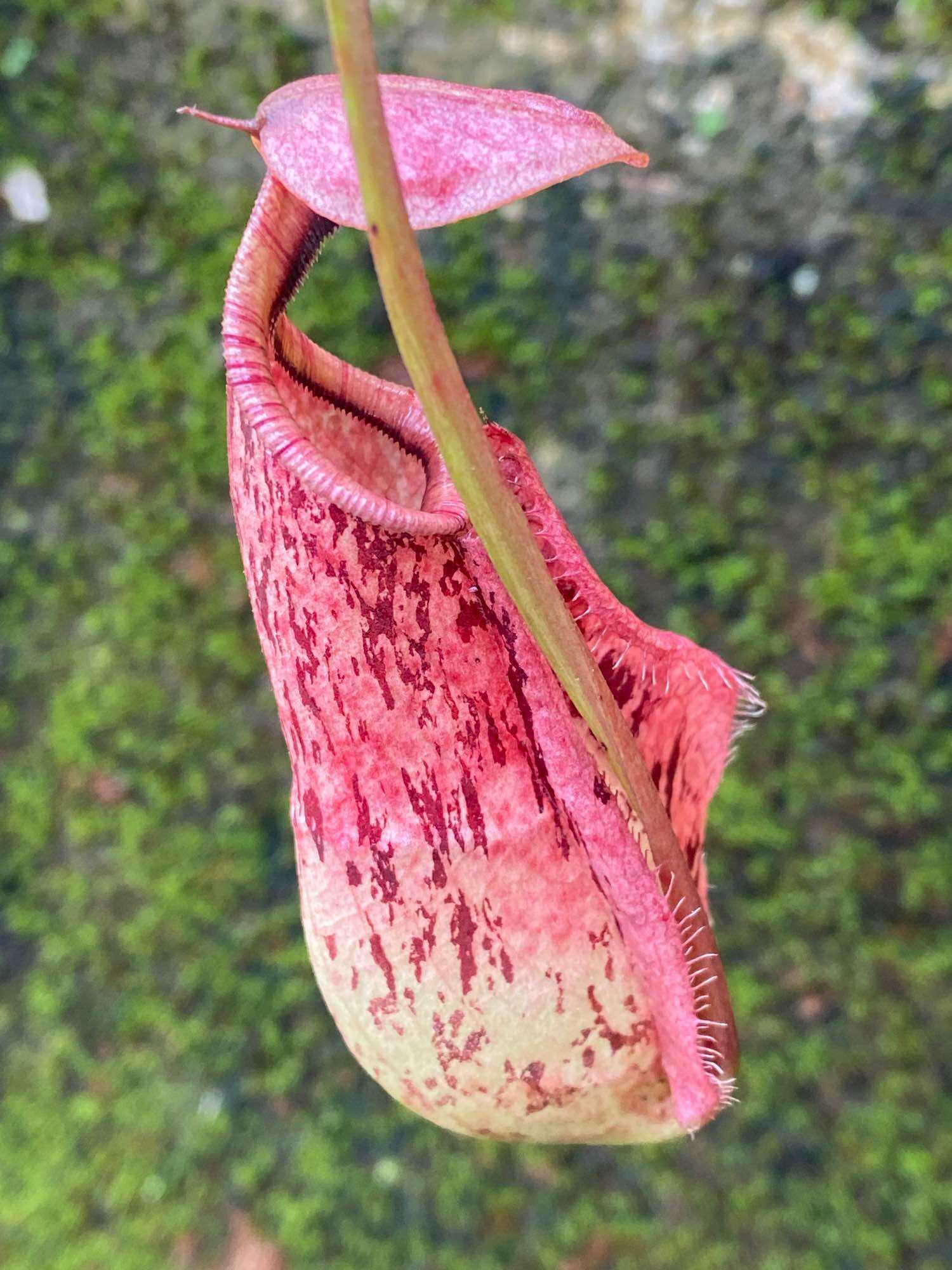 Nepenthes live plant / periuk kera hidup / 猪笼草 | Lazada