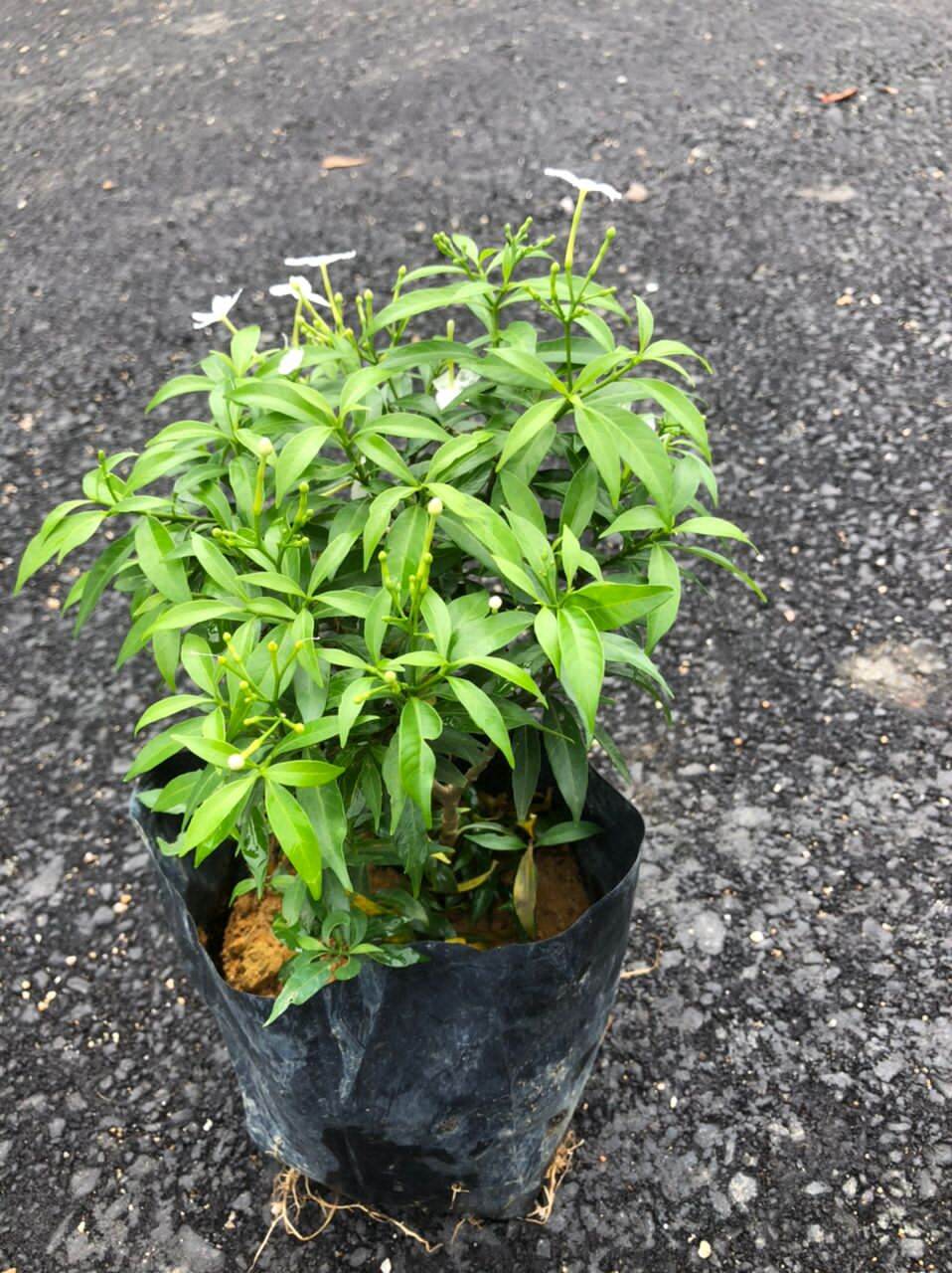 POKOK BUNGA JASMIN (HIJAU). BUNGA JASMIN.. | Lazada