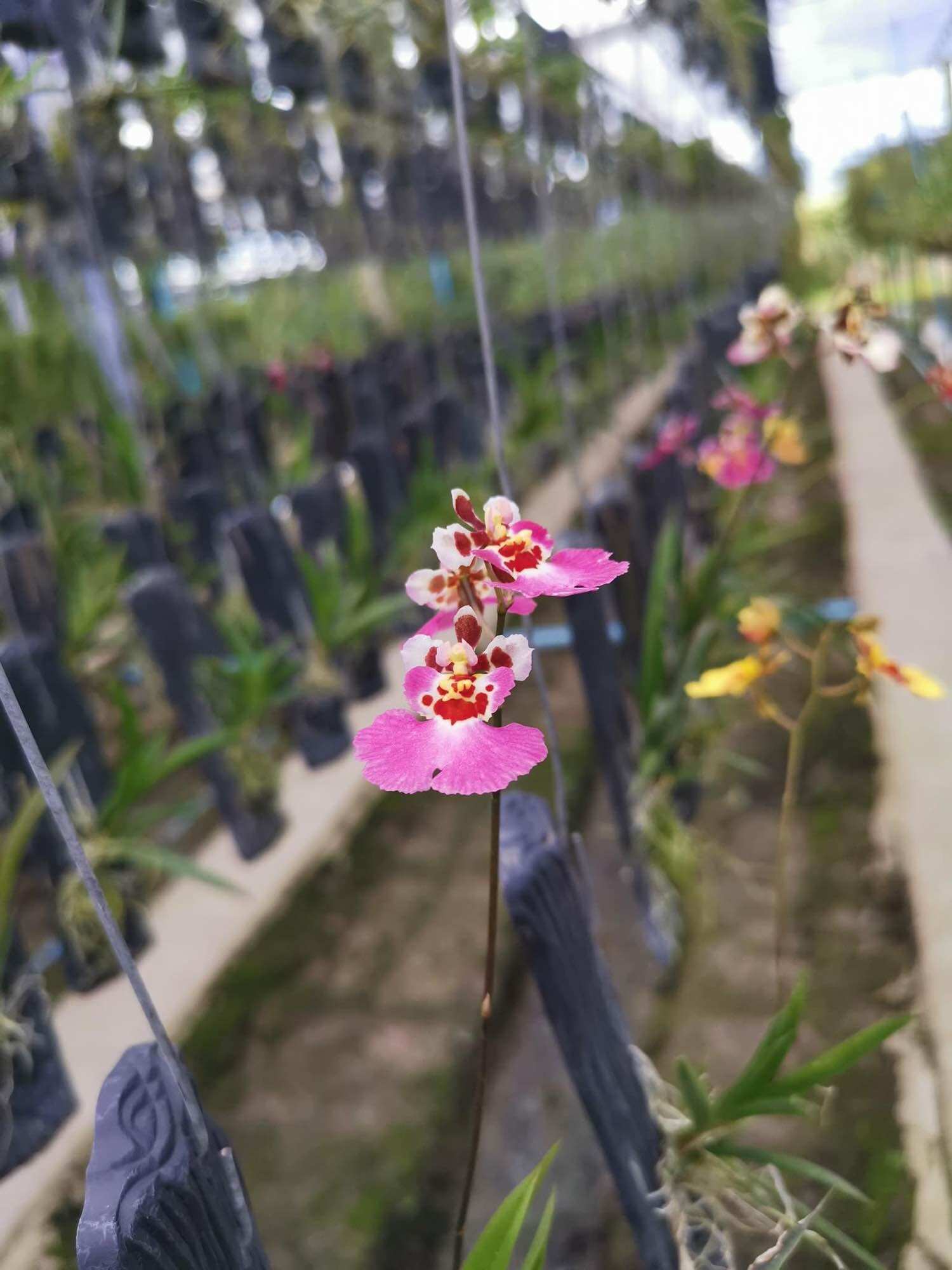 Tolumnia Orchid - Miniature Oncidium 9～16 | Lazada