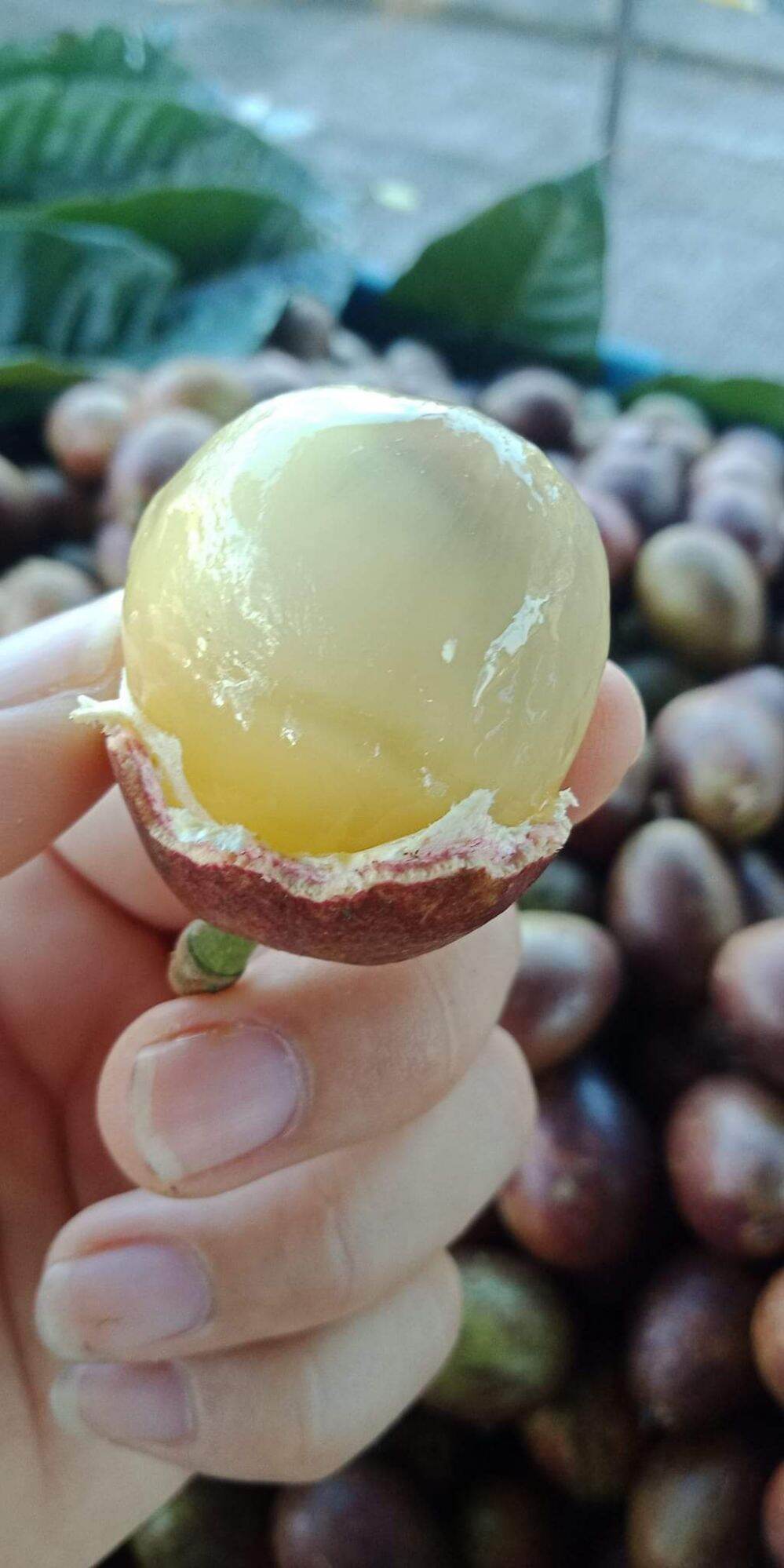 Sarawak Local Buah Kristal Kasai Longan Crystal Matao | Lazada