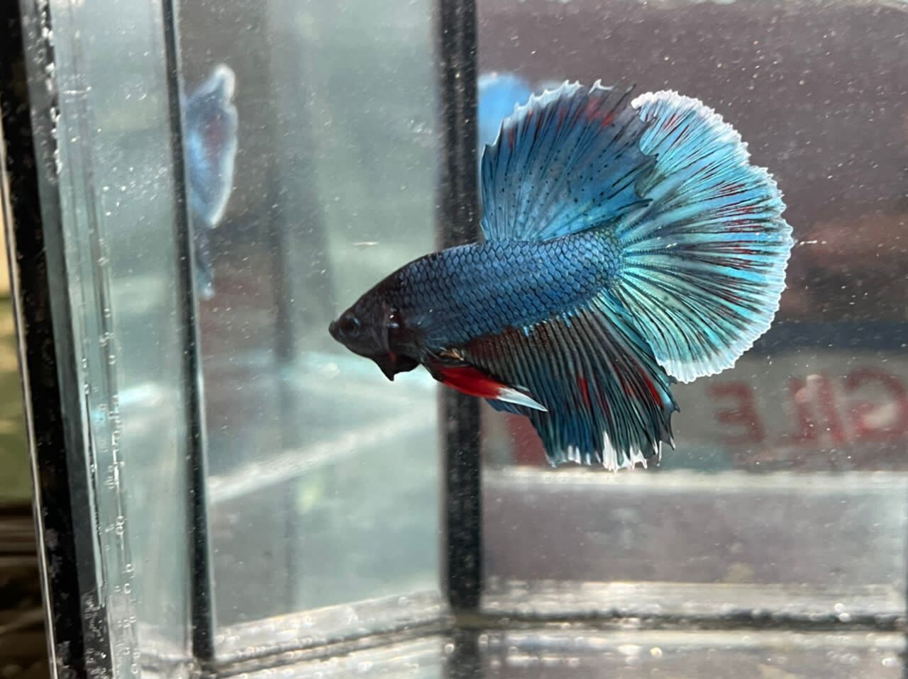 Betta fish, ikan laga haft moon | Lazada