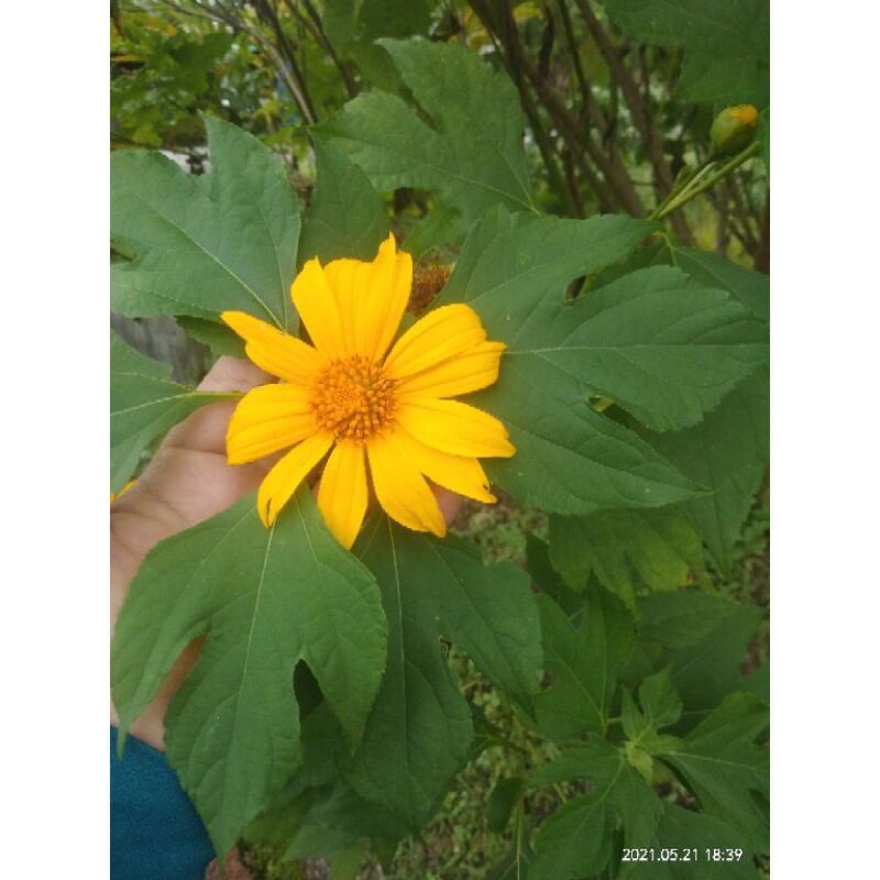 Anak pokok insulin/Insulin real plant | Lazada