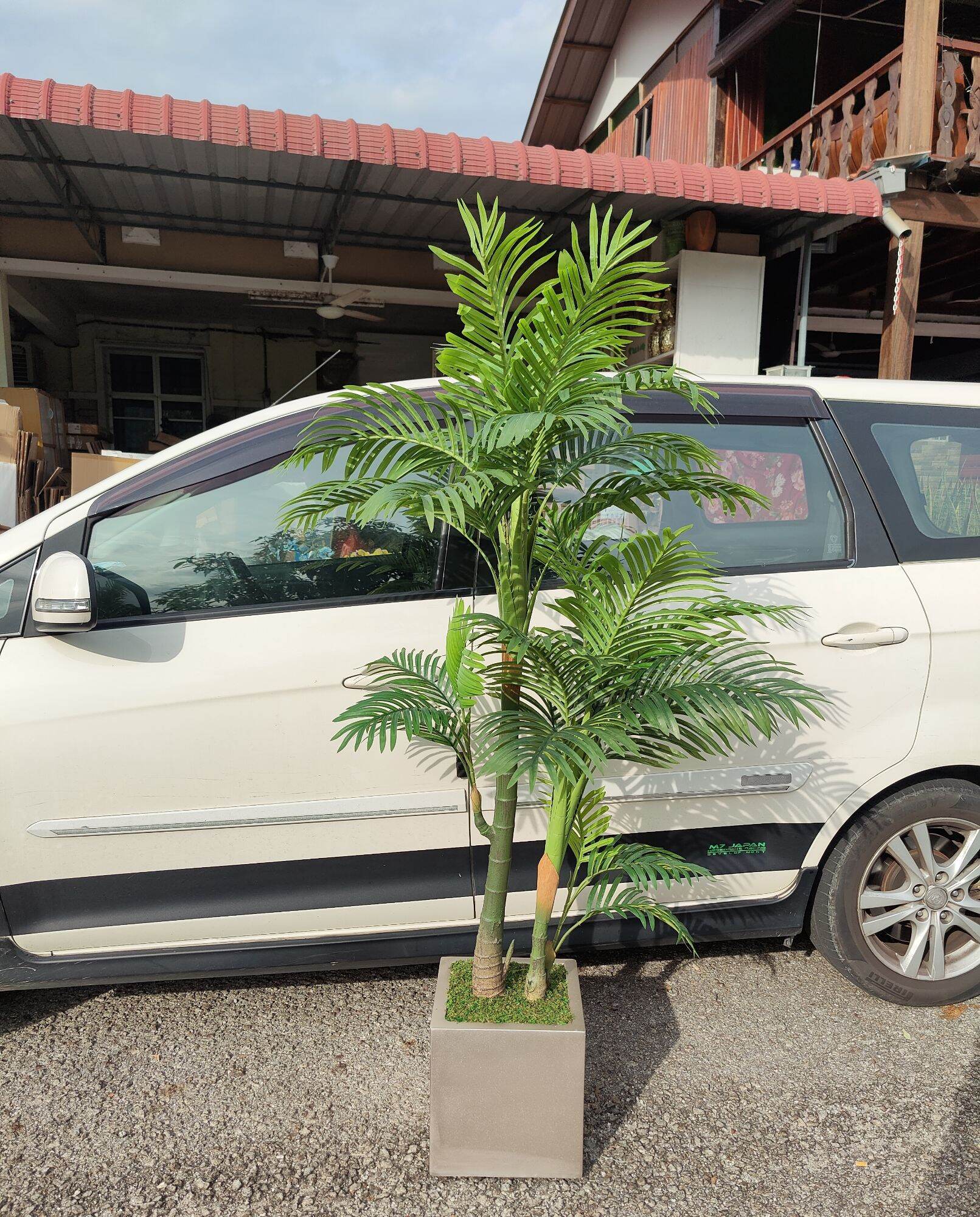 POKOK PALM RIMBUN JUMBO | Lazada