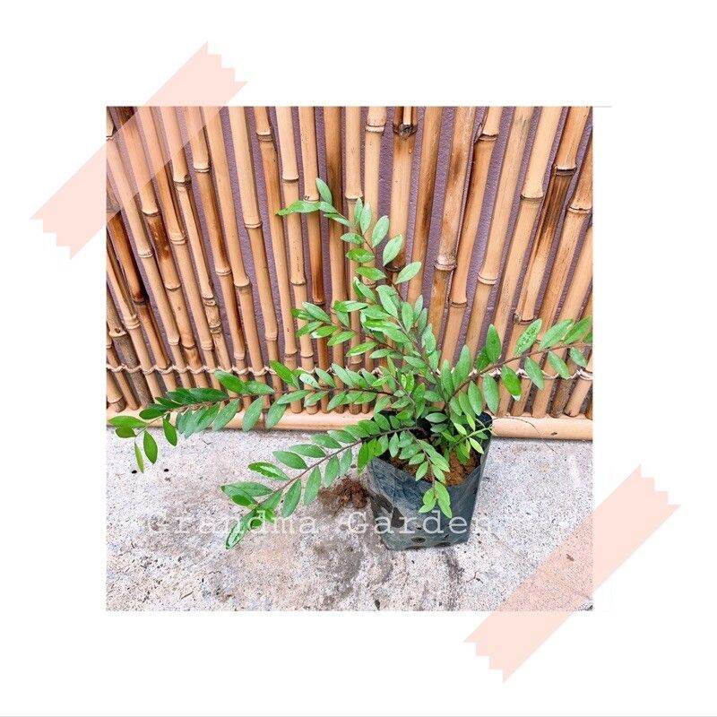 (GG real plant) phyllanthus myrtifolius ^ mousetail plant ceylon myrtle ...