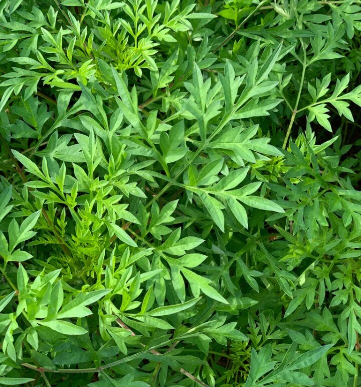 pokok ulam raja , pucuk boleh dimakan | Lazada