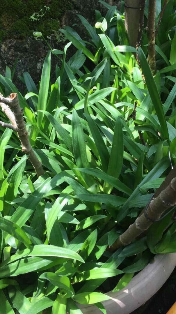 Pokok Rumput Siti Khadijah @ Rumput Beijing ( herba merawat pelbagai ...