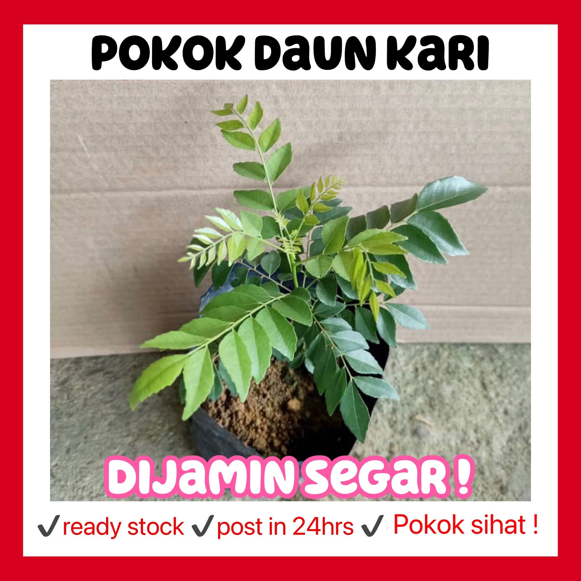 rina • pokok daun kari • curry leaves tree live plant pokok hidup sihat ...