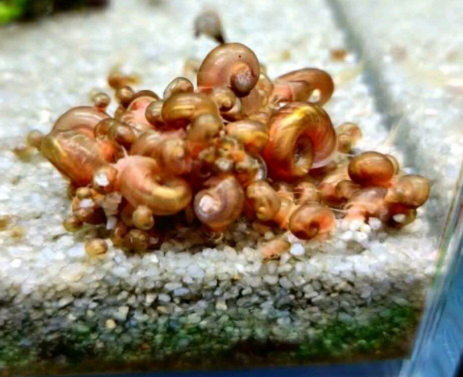 Red Ramshorn Snail | Lazada