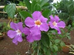 Pokok bunga menjalar glow vine, purple funnel vine, sarita magnifica ...