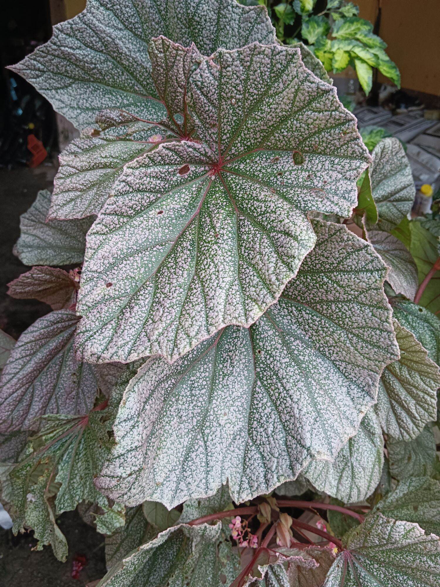 Pokok Asam Batu / Begonia Frosty / Asam batu / Anak Pokok / dalam ...