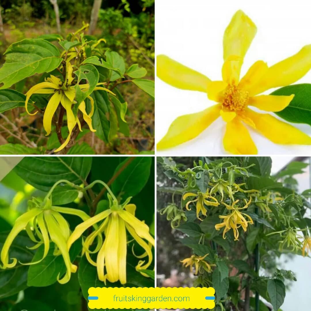 Anak Pokok Bunga Kenanga | Lazada