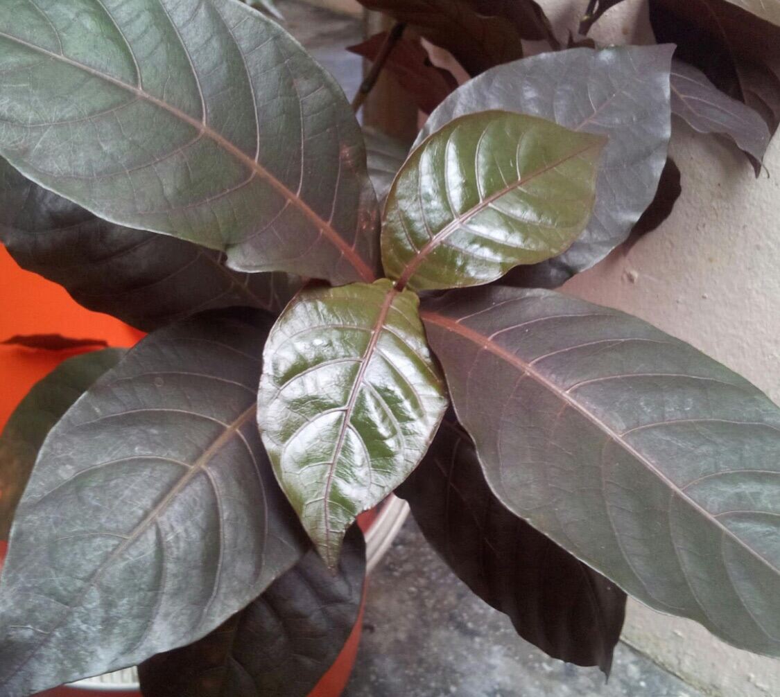 ANAK POKOK “Daun Puding Hitam” • Daun WAJIB Rendang Orang Nogori 9 ...
