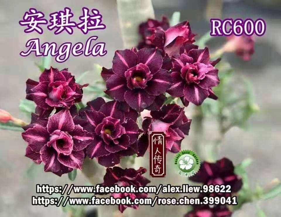 Adenium id: Angela RC600 富贵花 花色 安琪拉 Kemboja purple color | Lazada