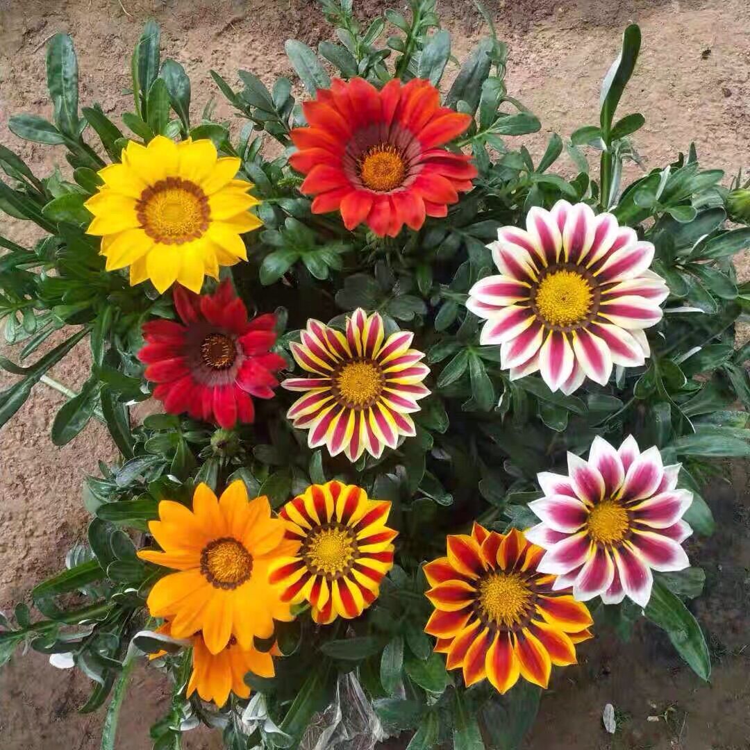 Benih Bunga Gazania Rigens Mix 30pcs/Treasure Flower Seed/混色勋章菊种子 | Lazada