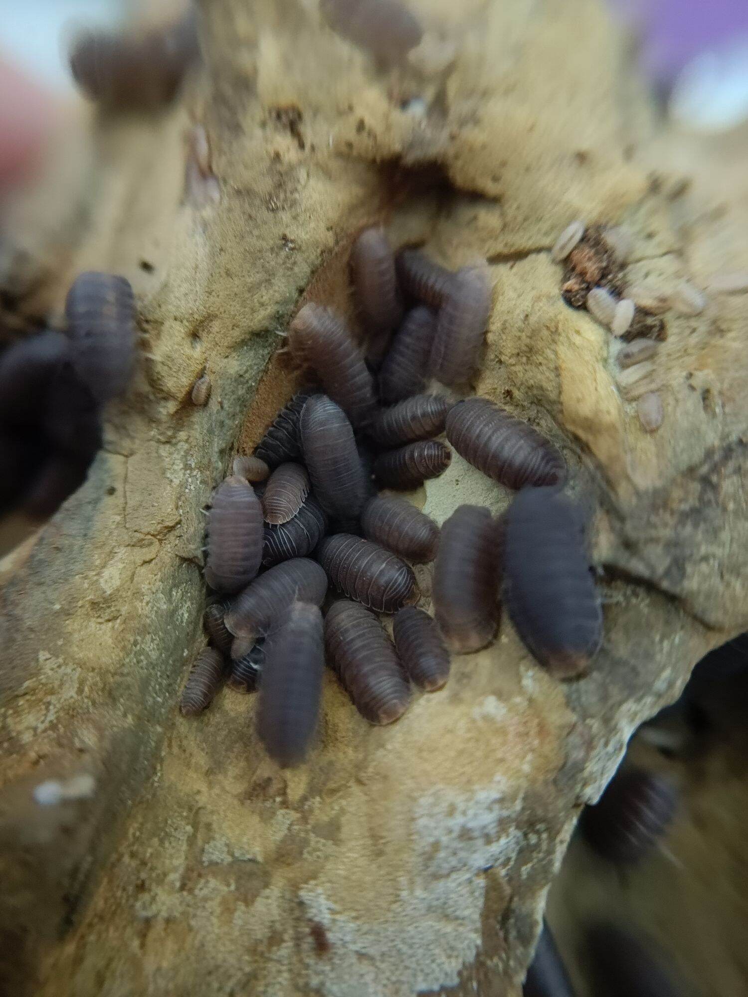 Isopod: Cubaris Murina "Little Sea" | Lazada