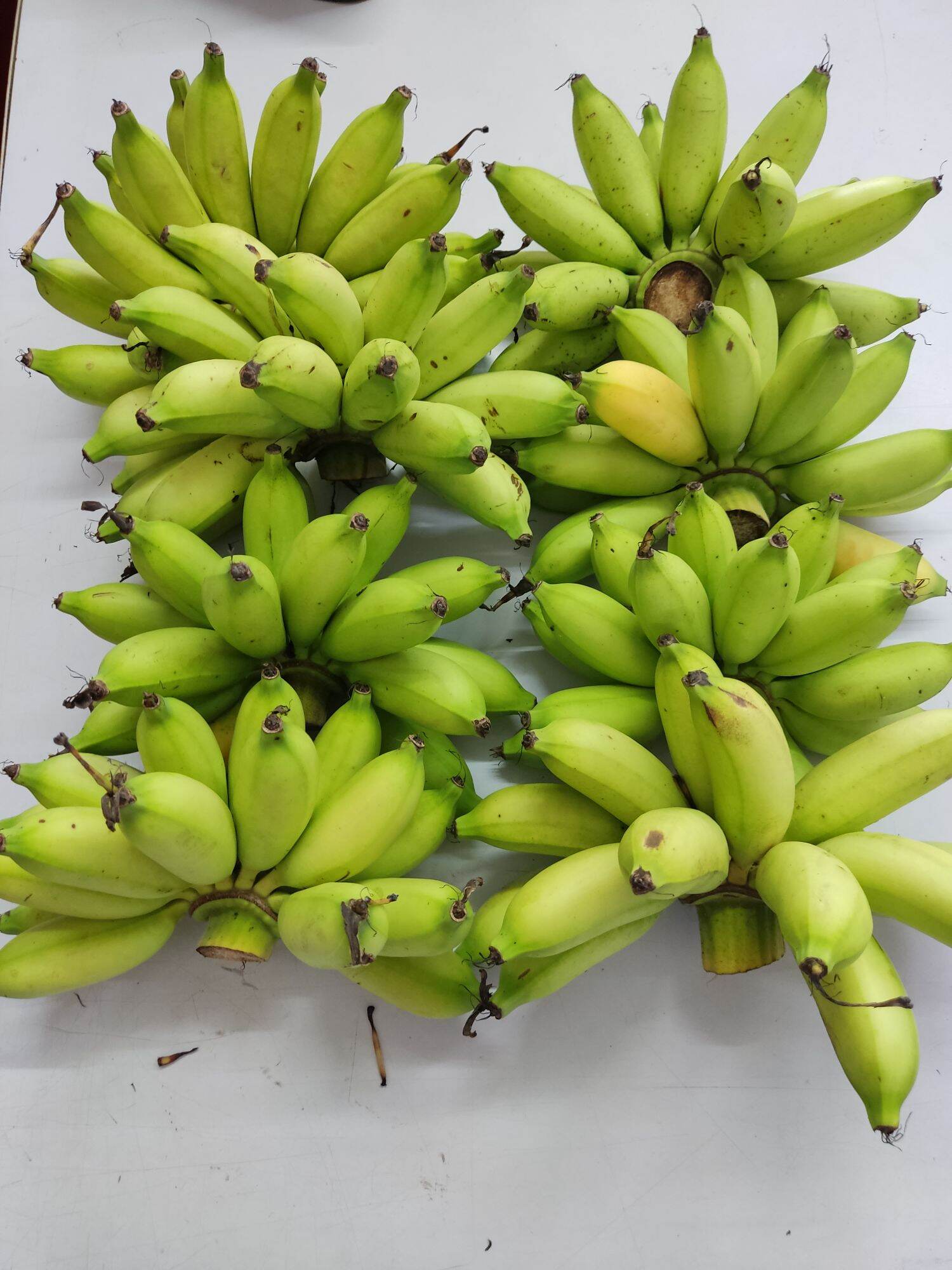 Pisang Boyen Pisang organik 1KG tanpa racun serangga tanam sendiri ...