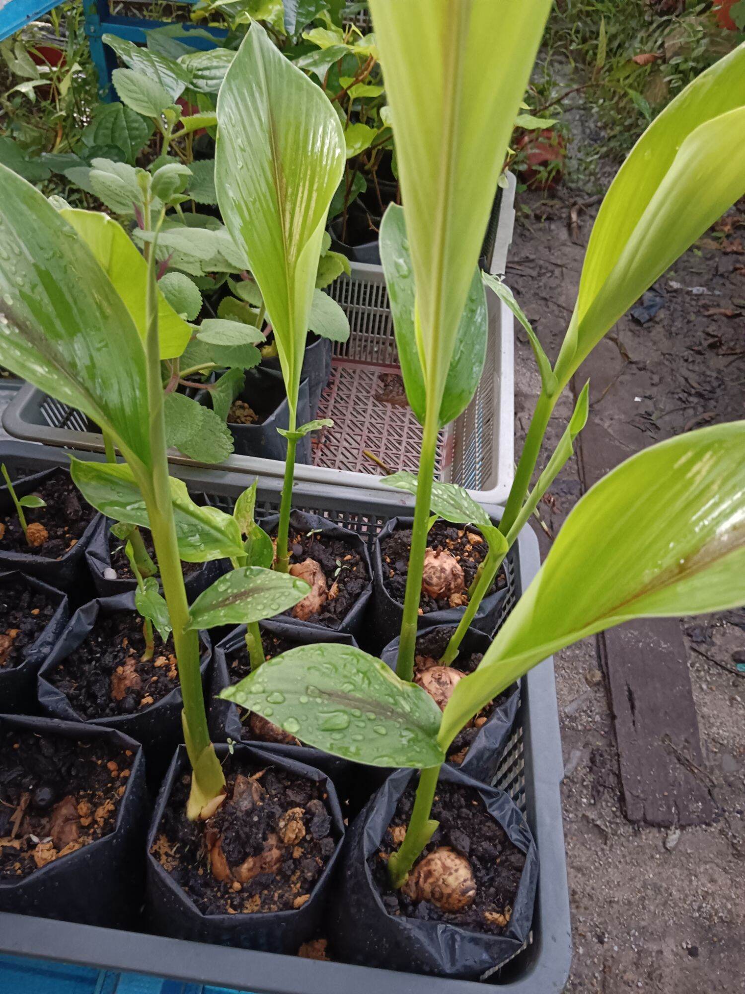 Pokok Temu Hitam / Temu / Anak Pokok/ Temu ireng | Lazada