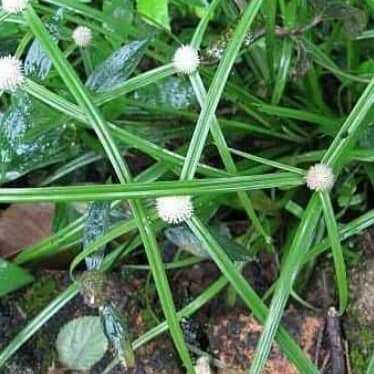 Rumput Helicopter/ rumput mata lalat/ rumput kucing | Lazada