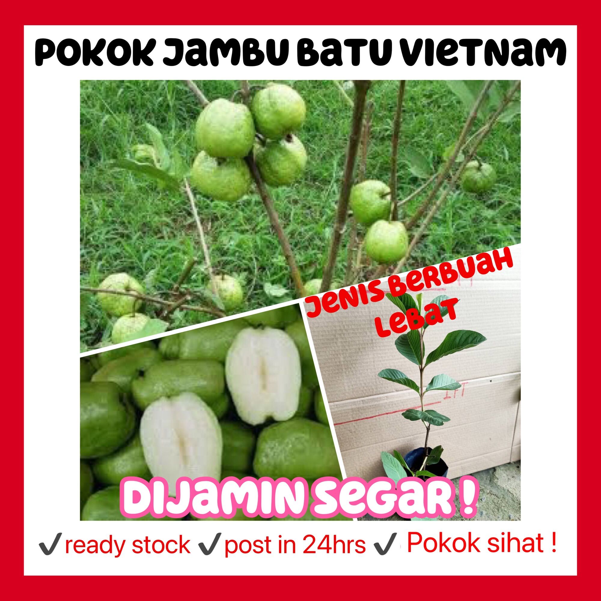 rina • anak pokok Jambu batu Vietnam (tiada biji) • seedless fruit ...
