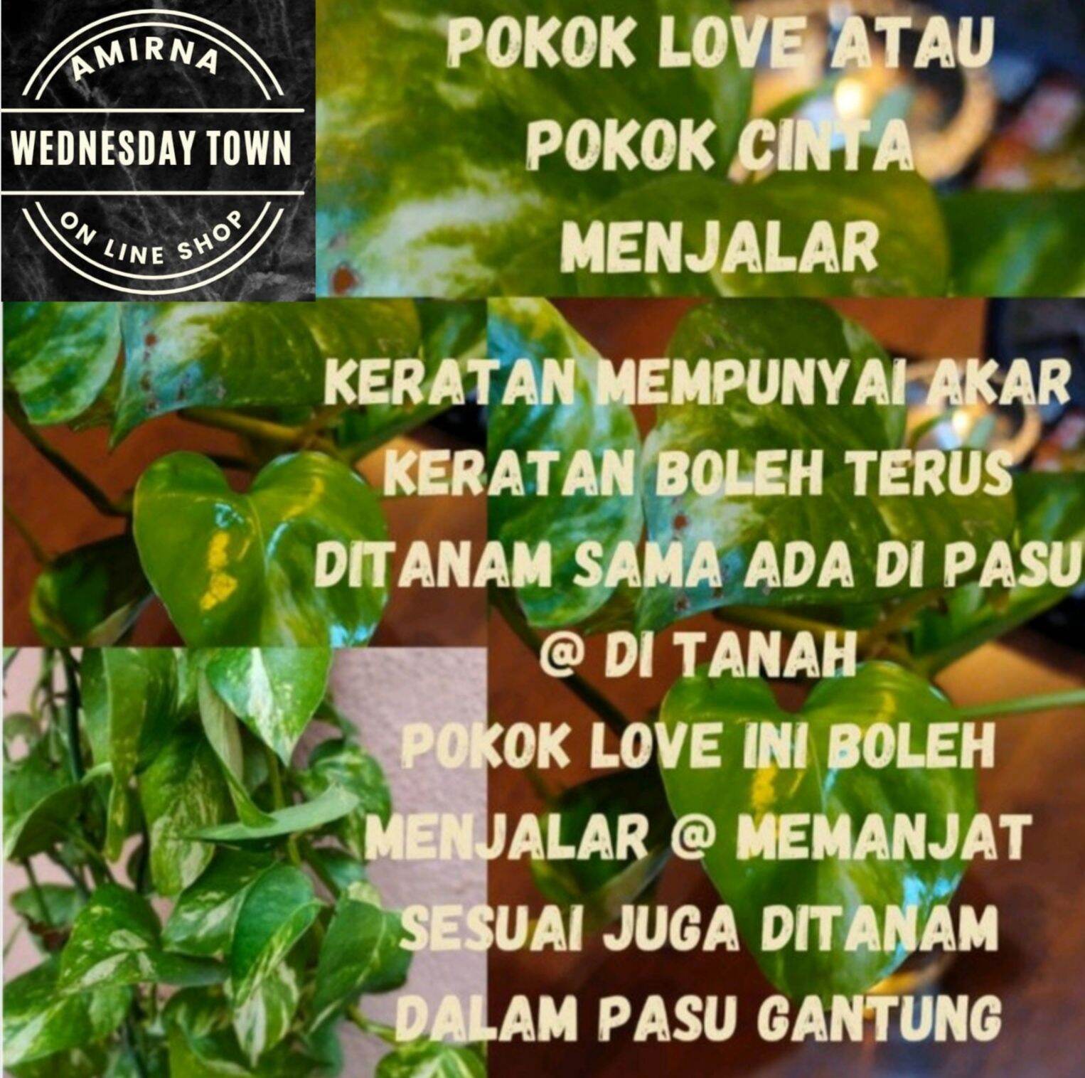 🇲🇾 POKOK LOVE ATAU POKOK CINTA MENJALAR POKOK HIASAN 5 POKOK/PACKAGE ...